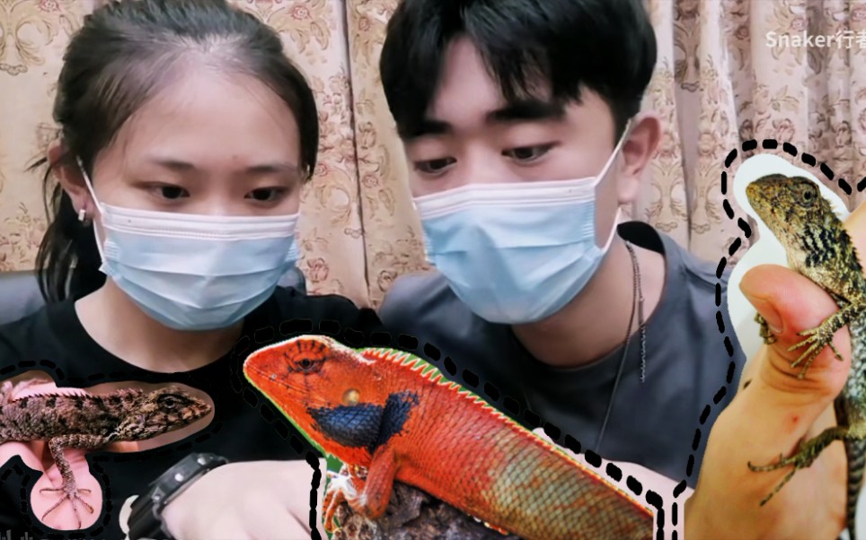 变色树蜥 美丽等于廉价好养新手拿捏?这次走进真正变色树蜥的饲养...