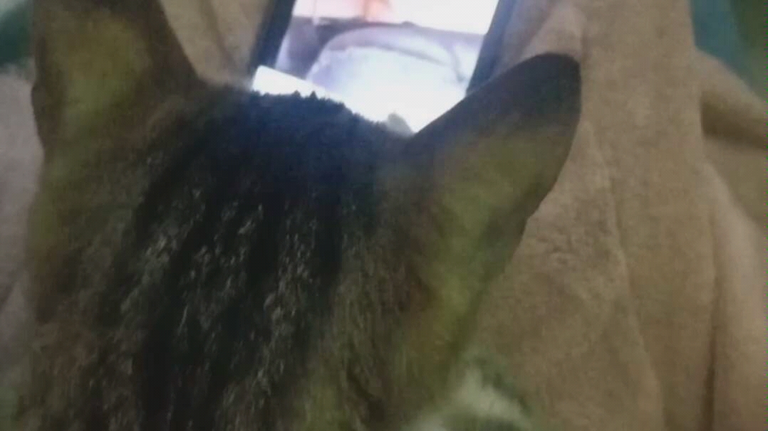 母猫发情一直叫怎么办,反正我现在抱着她给她看猫视频,她安静了…