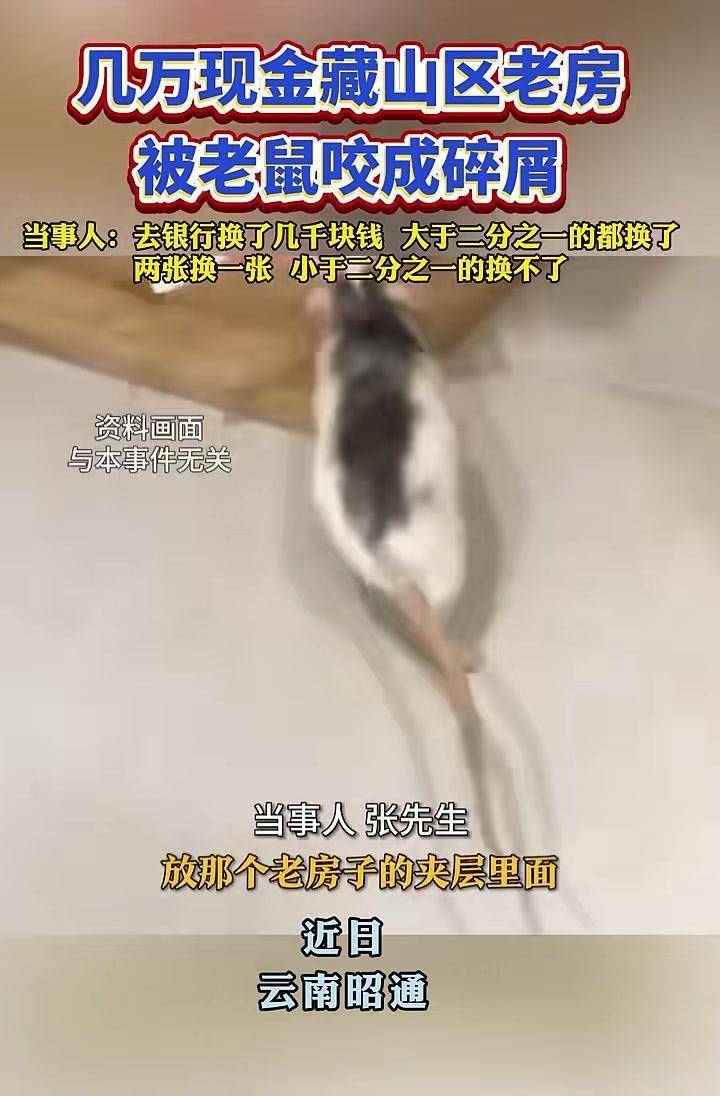 几万现金藏老房被老鼠咬成碎屑