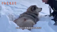 几种适合女生养的宠物狗品种,很容易萌化主人,金毛犬排名最后