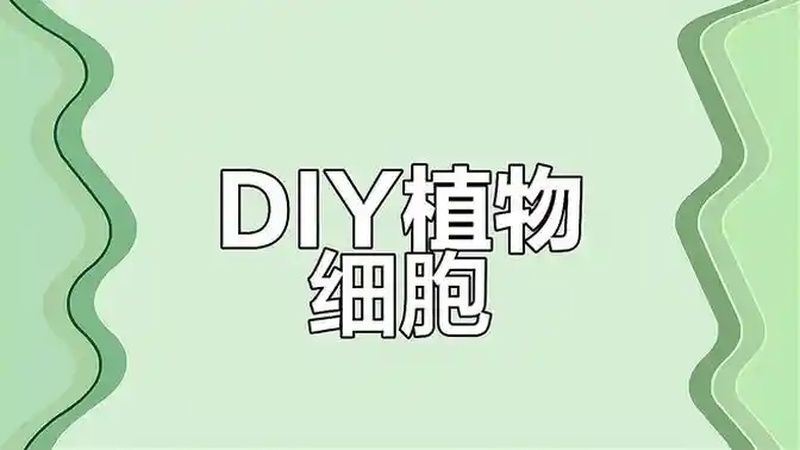 手工制作植物细胞模型