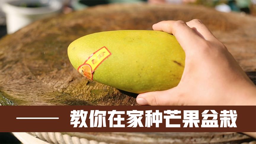 吃完芒果不要扔籽,园艺师教你,在家亲手种植芒果盆栽