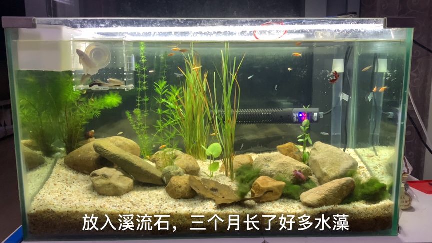 自己做的底滤鱼缸,过滤系统真的很好,四个多月没有换过水。