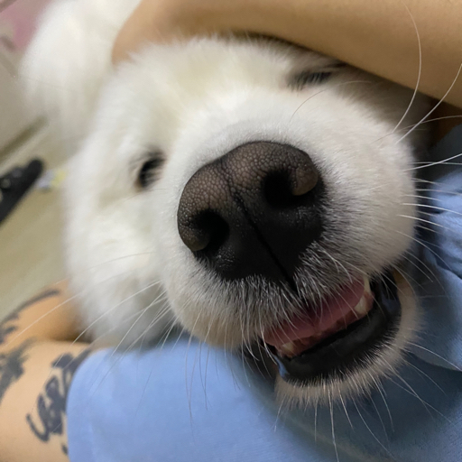 B站郭不狗 