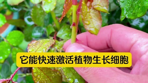 有了它,再也不用担心家里的植物黄叶掉叶不生长了