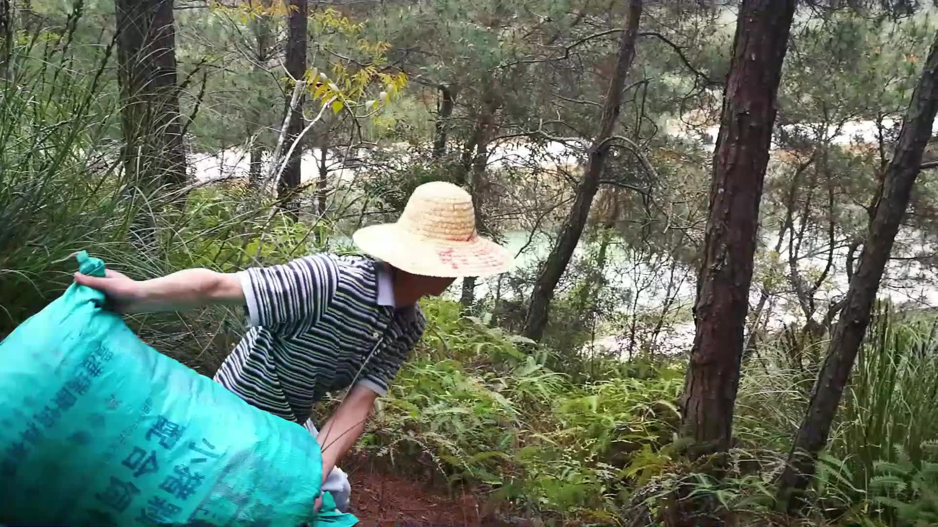 现在居然还有人上山捡松毛来生火?真是不敢相信我的眼睛