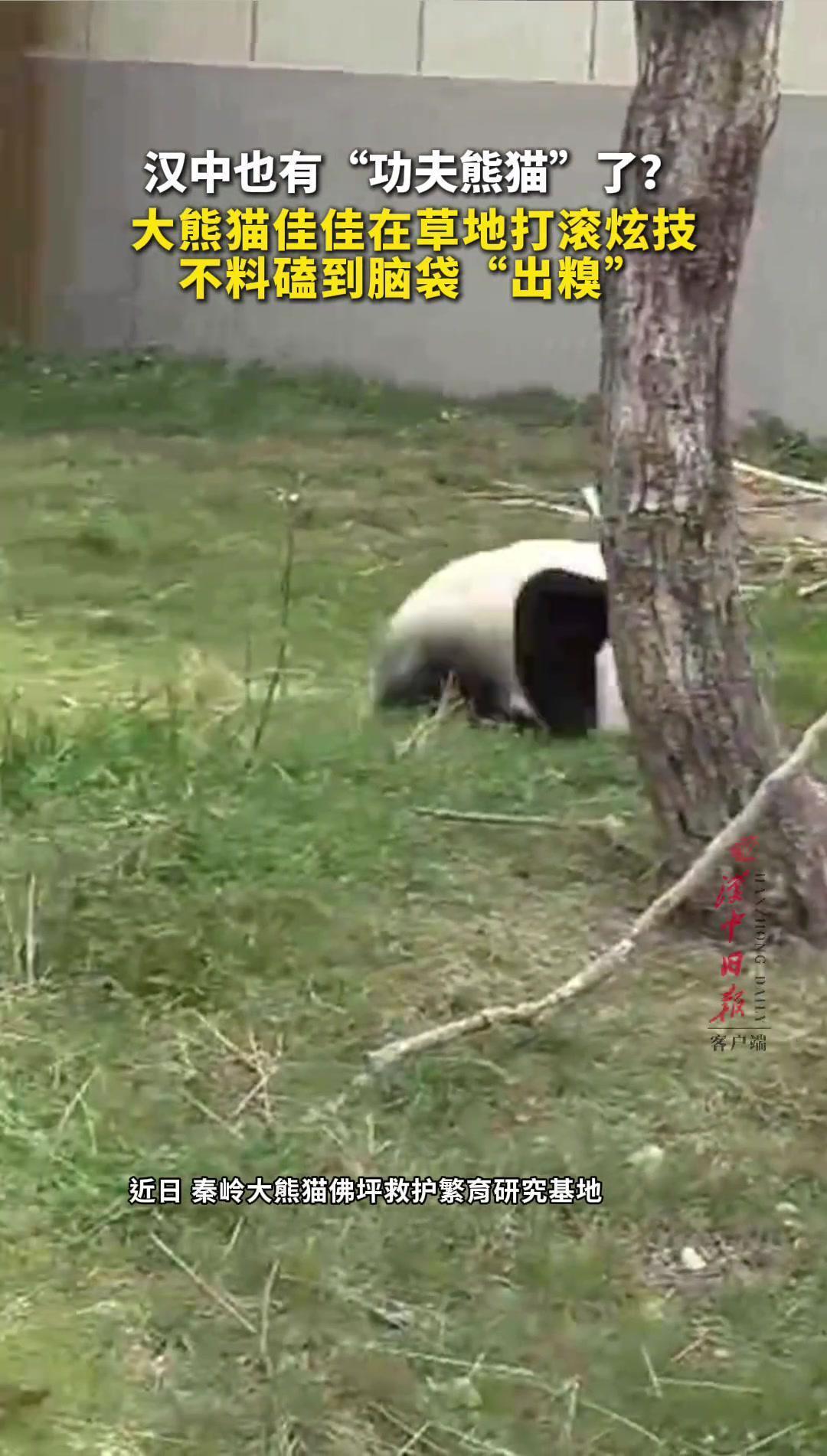 ...到脑袋"#出糗"。#出洋相#可爱(拍摄:史瑜婷闫亭宏编辑:赵旭责编:任悦)