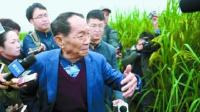 袁隆平又干成了一件大事, 2.25米高的“超级水稻”试验成功, 禾下乘凉...