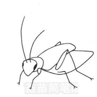 蛐蛐Cadence 