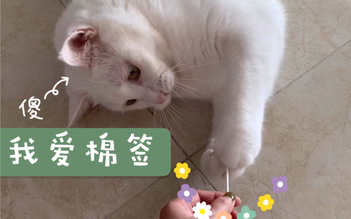 绝育田园猫—“猫太监”都对棉签有特殊的爱么?你家的是不是也是...