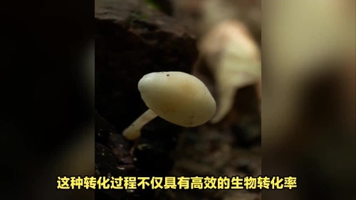5729. 食用菌的生物转化率:将生物质高效转化为美食与营养