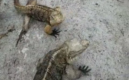 古巴鬣蜥的开饭时间