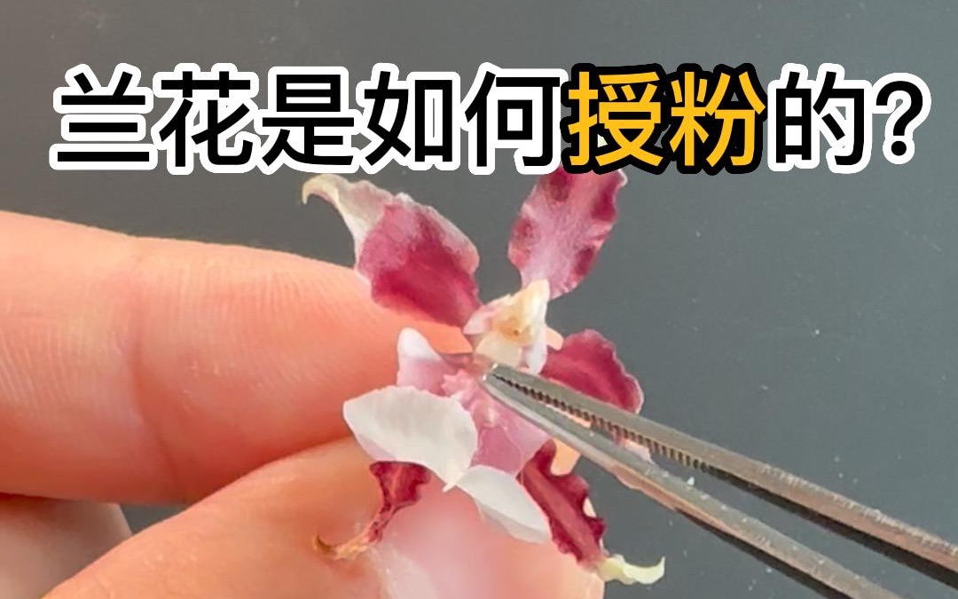 兰花是如何授粉的?|科普