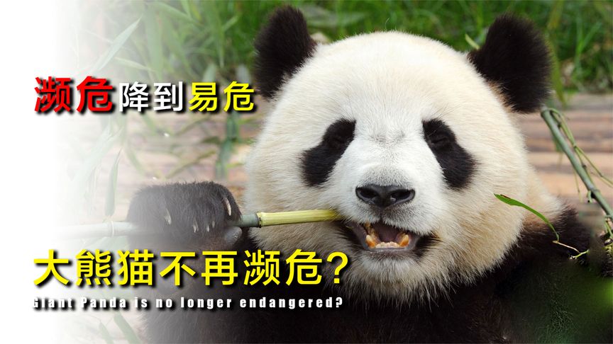 野生大熊猫增至1800多只!大熊猫由濒危降为易危,到底意味着啥?