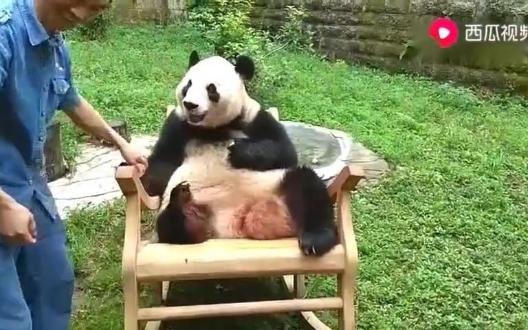 【大熊猫兰香】这位以“懒”名天下:娃娃吃奶靠自助,竹笋剥好送嘴里...