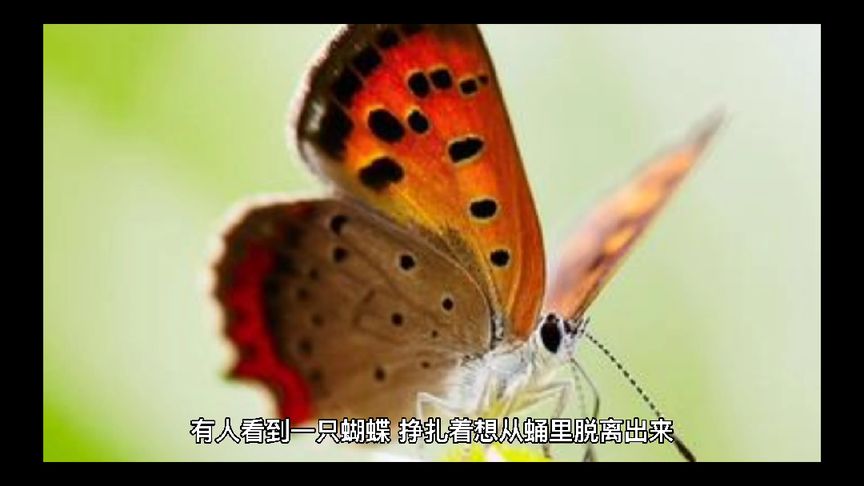 破茧成蝶是我们成长的必须过程