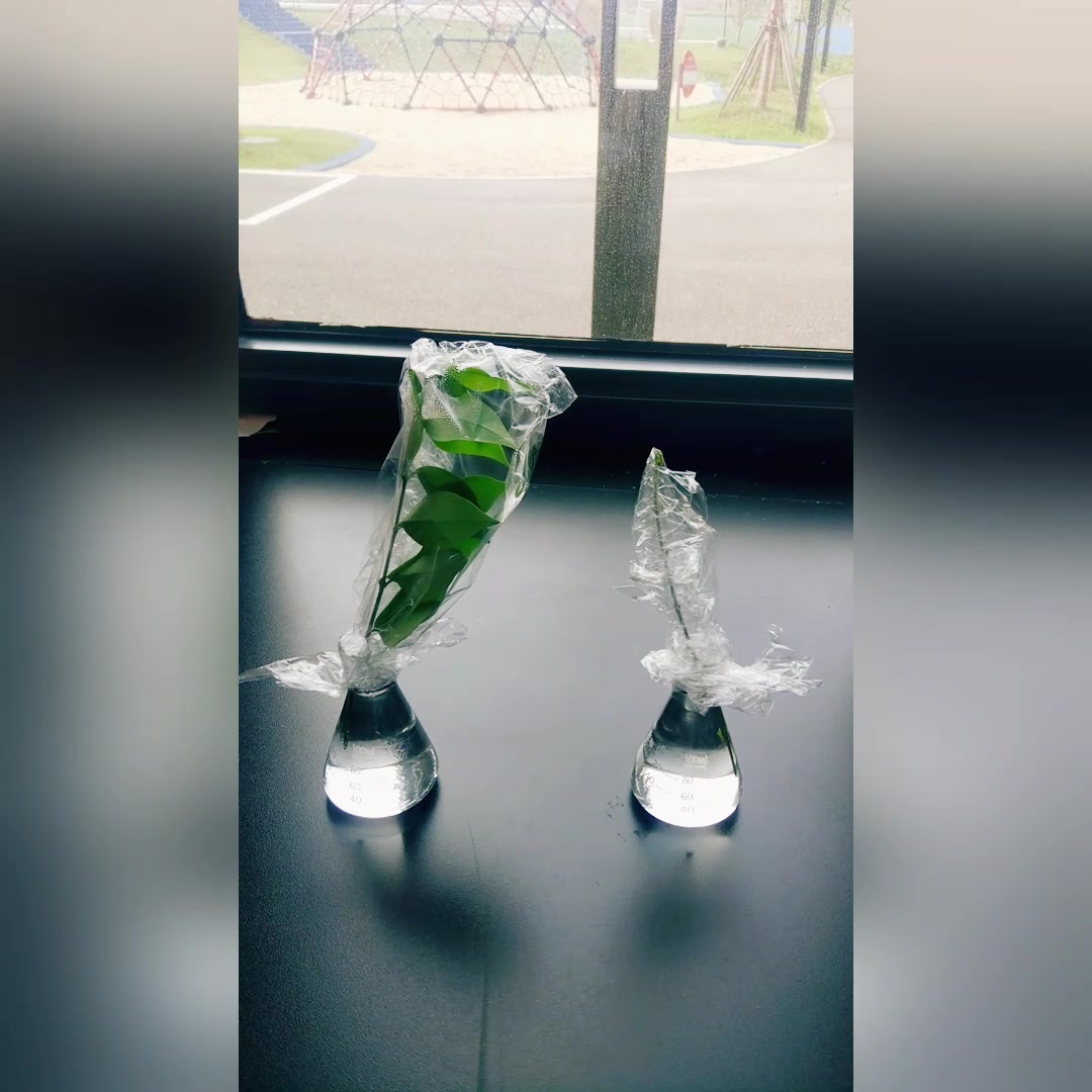 叶的蒸腾作用