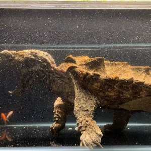 阿诗玛范儿的肚兜 