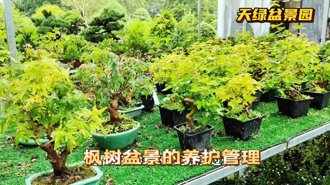 关于枫树盆景的养护管理,以及养桩胚用什么盆合适