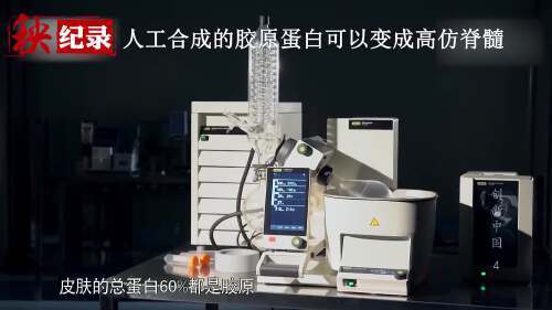 人工合成胶原蛋白可以制造最接近脊髓神经的支架,能够传递神经信号,...