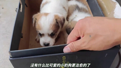 没有什么比小奶狗更治愈了,它们憨憨的可爱模样,简直要被萌化了