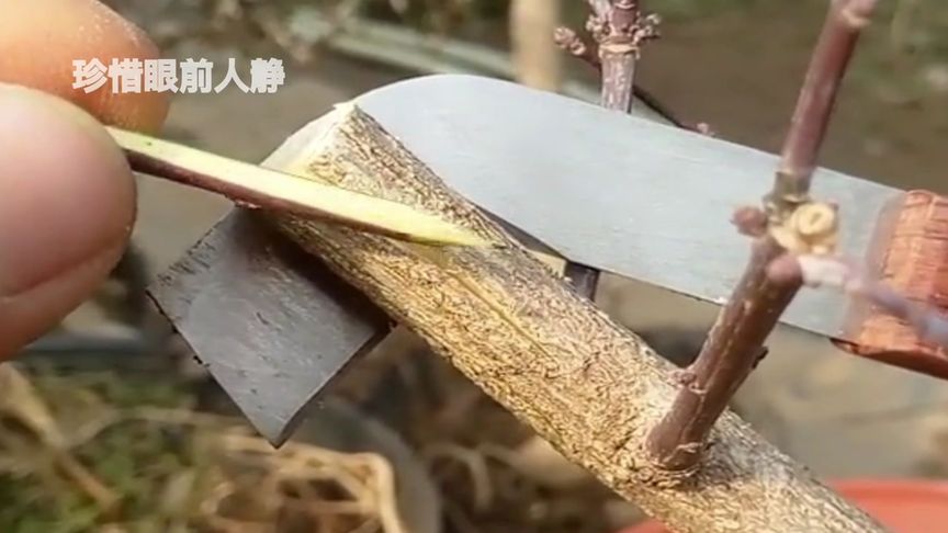 “丁字插皮接”嫁接技术,抗风牢固,通用型嫁接方式!操作很简单