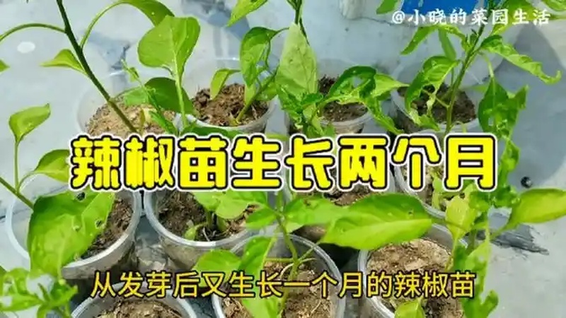 辣椒苗生长两个月