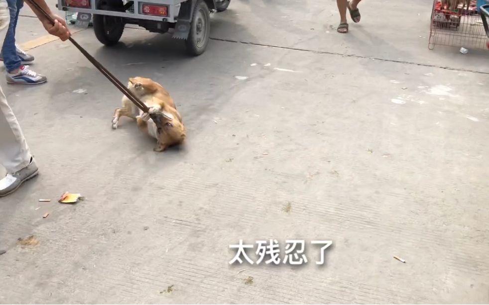 狗市实拍:狗肉车大爷太残忍 这举动引得大家直摇头却不敢上前