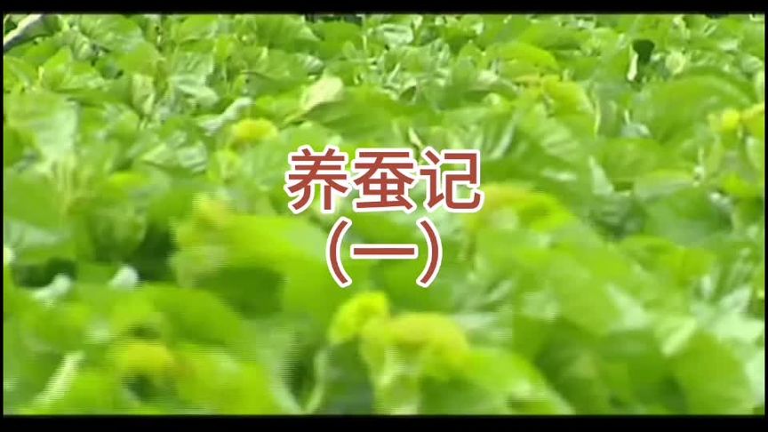 #丝绸之路 #蚕丝被 养蚕记(一) 蚕宝宝的出生#蚕