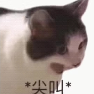 云宠instant 