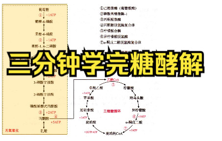 三分钟学完糖酵解的过程
