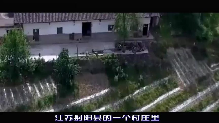 真实的江苏射阳大蛇事件,体长的30米巨蟒即将化蛟