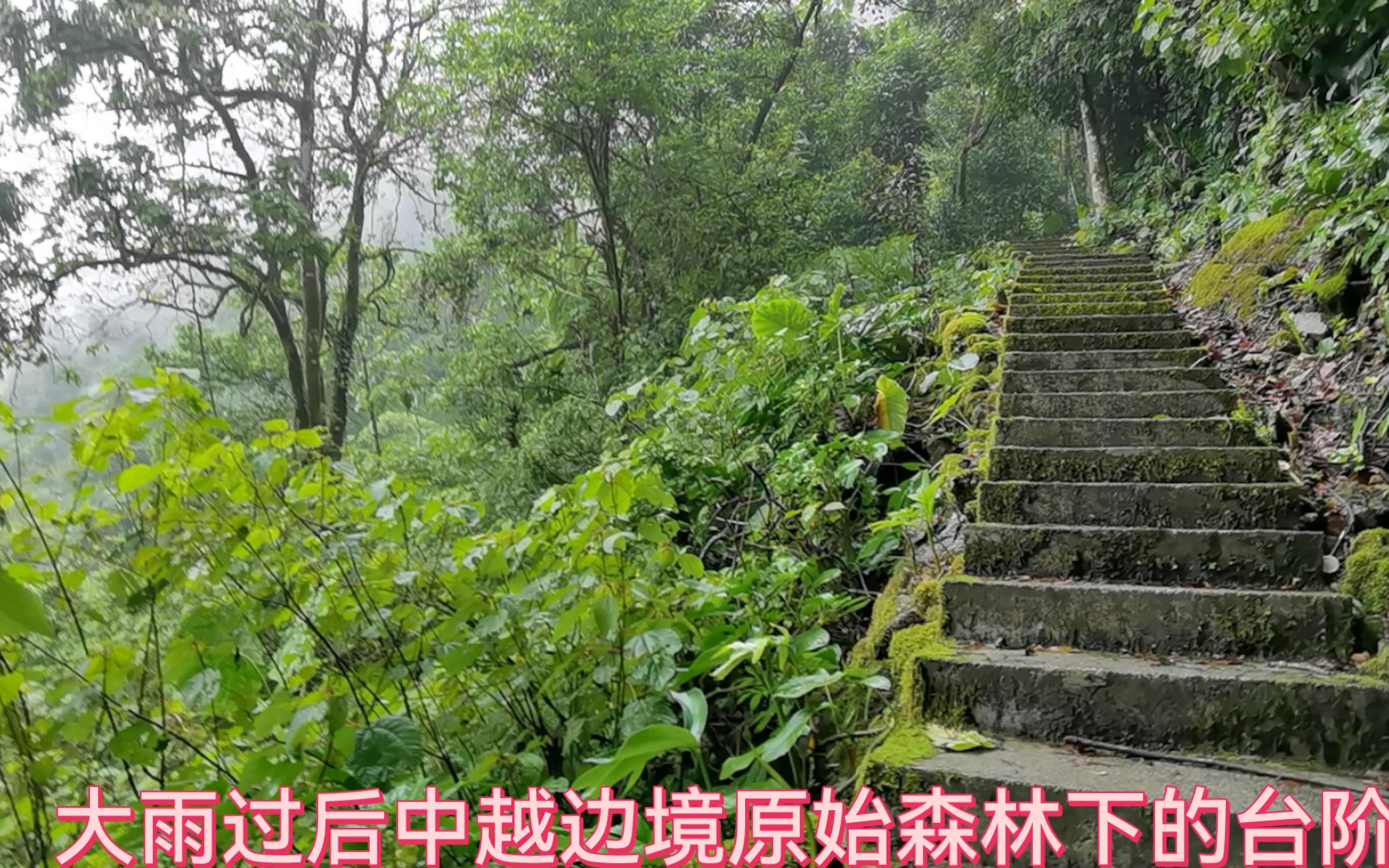 实拍广西那坡中越边境上原始森林下的台阶,大雨过后更加湿滑难走
