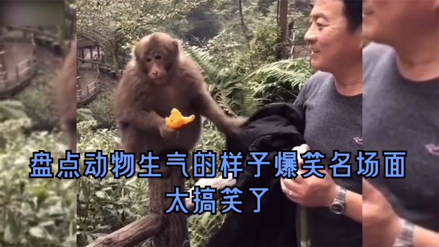 盘点动物生气的样子爆笑场面,太搞笑了,是你家主子生气的样子吗