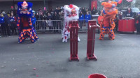 三头醒狮一起表演,最喜欢白色醒狮了