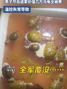 2月23日,浙江金华。男子节后返家发现温控失灵,13只爱龟全被煮。...