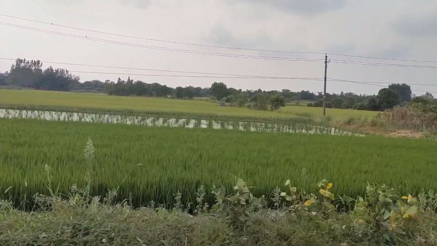 秋天的稻田,感受不一样田园