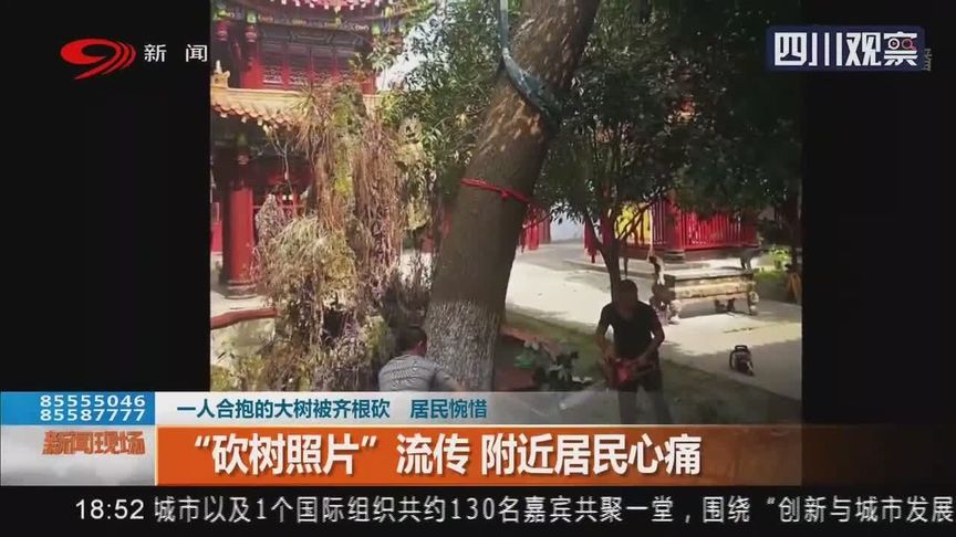 几十米大树被无故砍伐,“砍树照片” 流传,附近居民心痛!