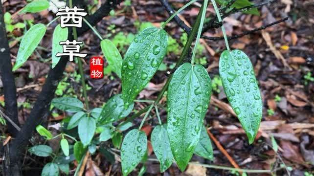 路边常见的“茜草”身藏两大用途!你了解多少?别名也叫小活血