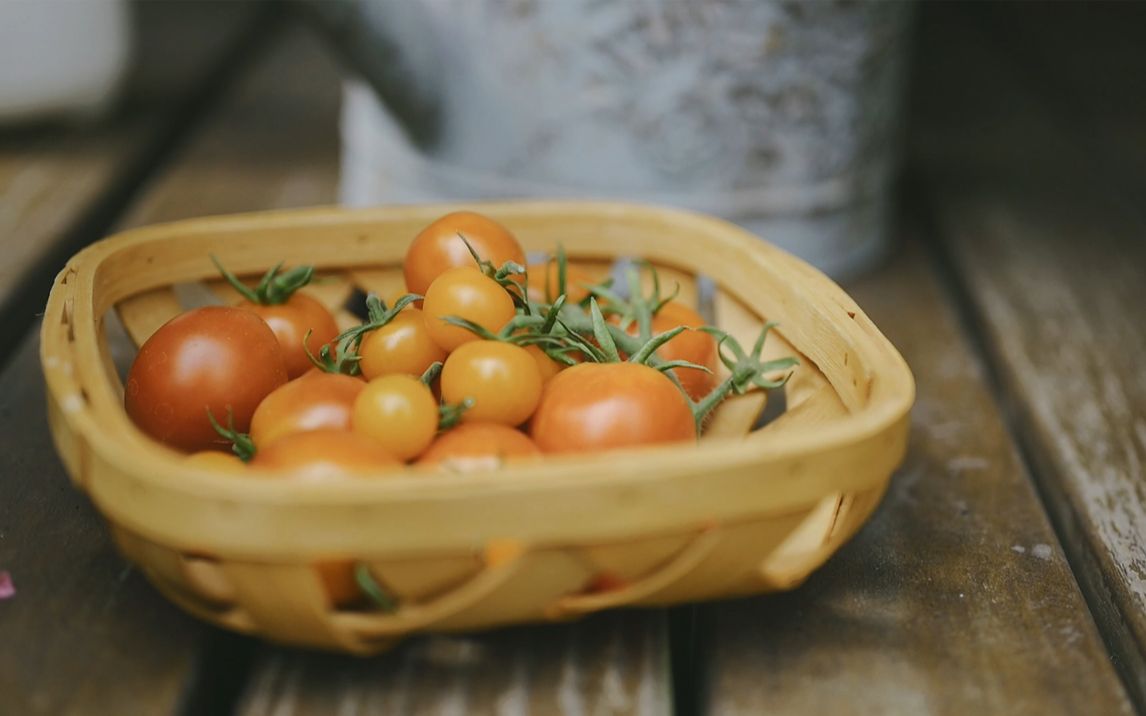 番茄种植记录|育苗|移栽|施肥|修剪|花点心思就能收获多多的果子