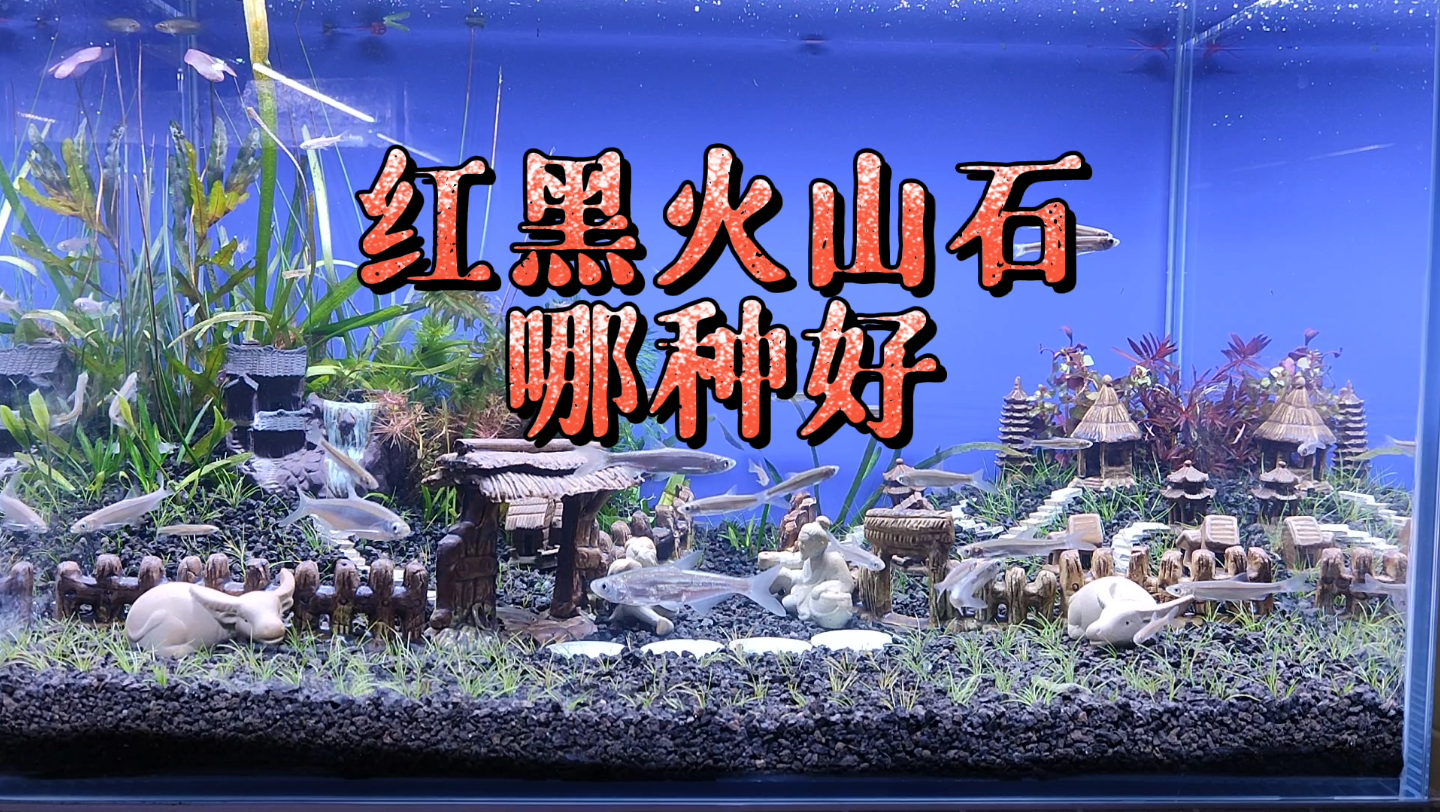 ...用火山石颗粒开缸,选红色还是黑色的好?火山石生态缸开缸底砂选择...