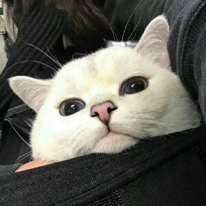 拾拾是个小奶鬼 