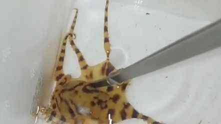 ...这个家伙是个越狱高手,我怕把我家虾哥弄死,这几天重新准备个海缸