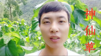今天带大家去看一下,农村随处可见的桑树叶作用与功效?