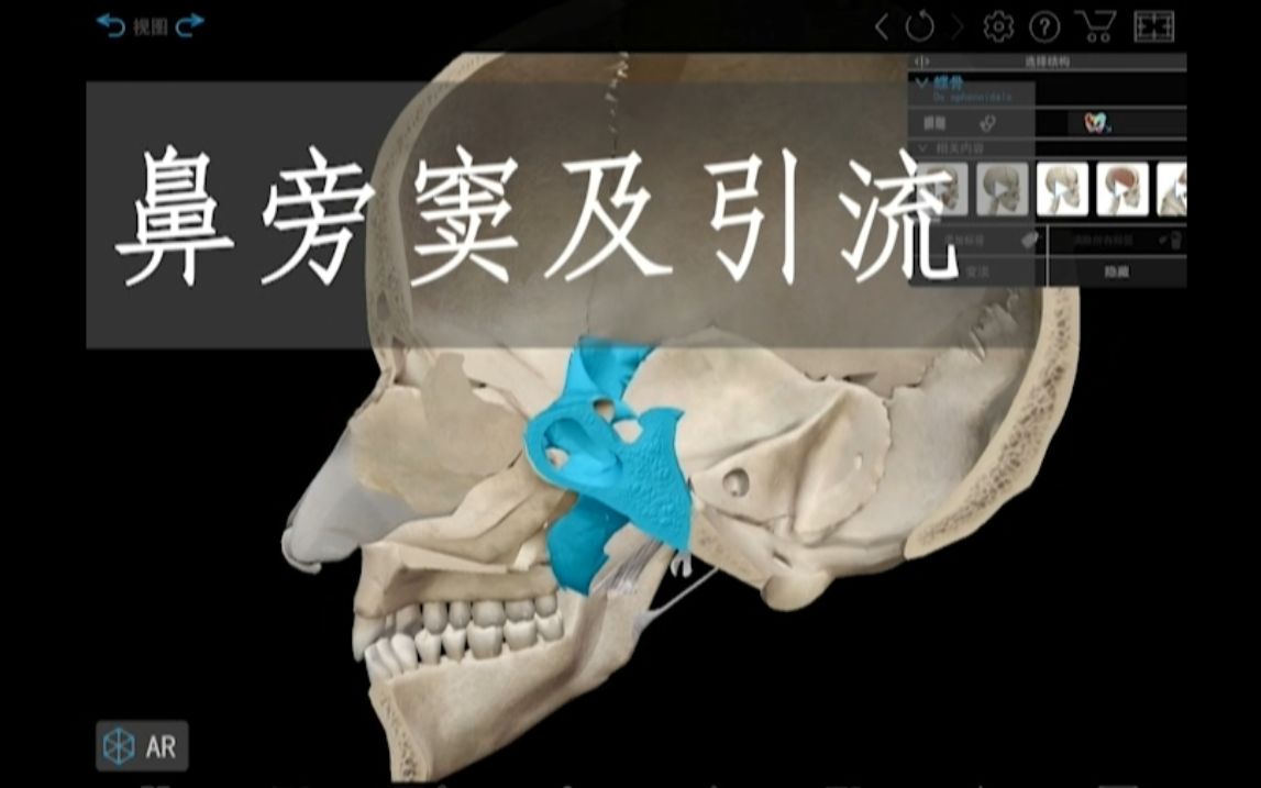 【人解三分钟】鼻旁窦的位置及引流:解密鼻窦炎引流各种姿势!