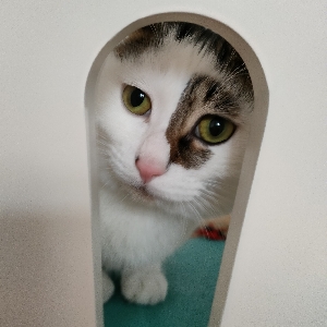 Annlili 