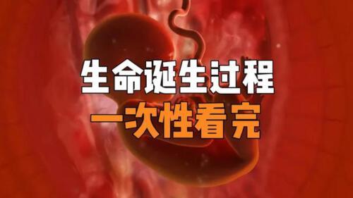 一次性看完人类诞生的全过程,从小蝌蚪到婴儿,感叹生命的伟大!