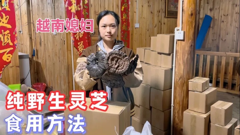 越南媳妇教你使用,野生灵芝的食用方法与作用,做法简单功好
