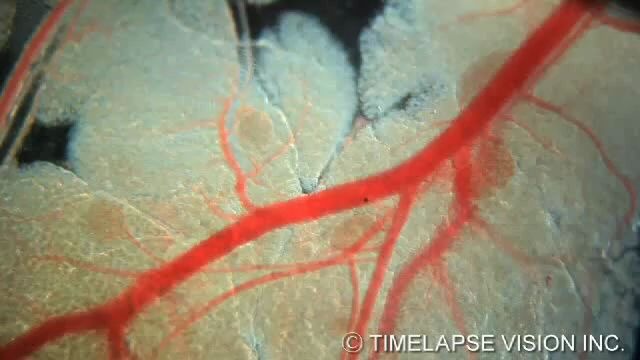 显微镜下的胰岛