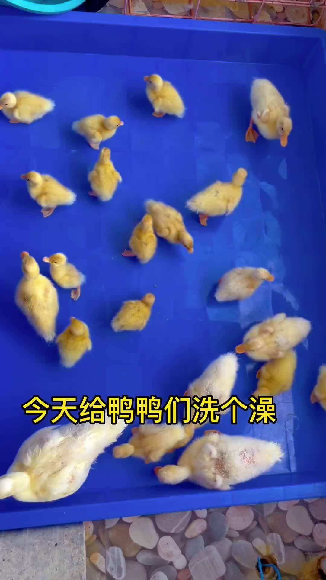 鸭宝宝数一数一共几只鸭